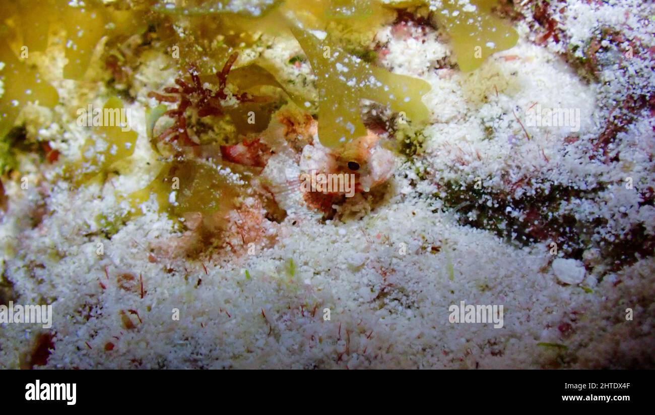 Wild baby scorpionfish in the Caribbean Stock Photo - Alamy