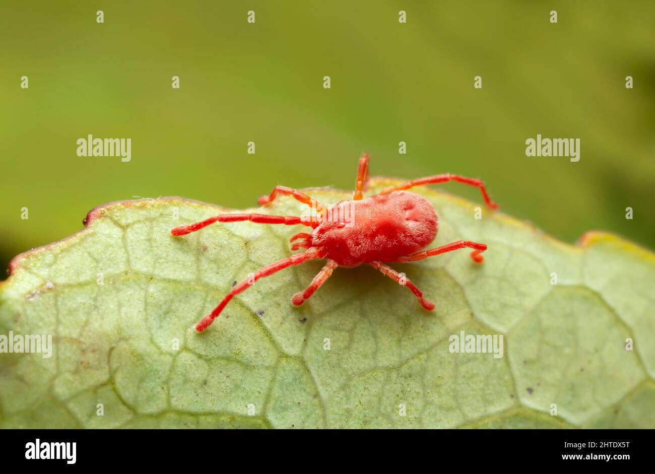 Trombidiformes hi-res stock photography and images - Alamy