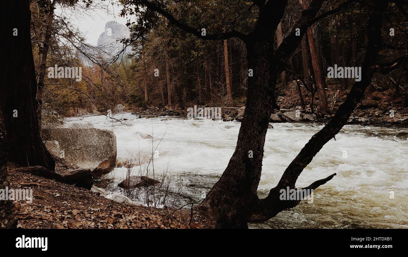 Beautiful view of the river in the forest with big trees Stock Photo ...