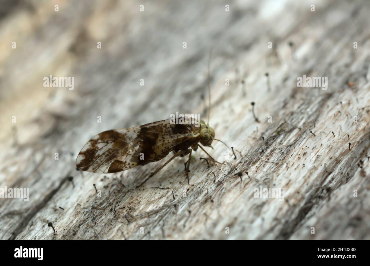 Psocoptera hi-res stock photography and images - Alamy
