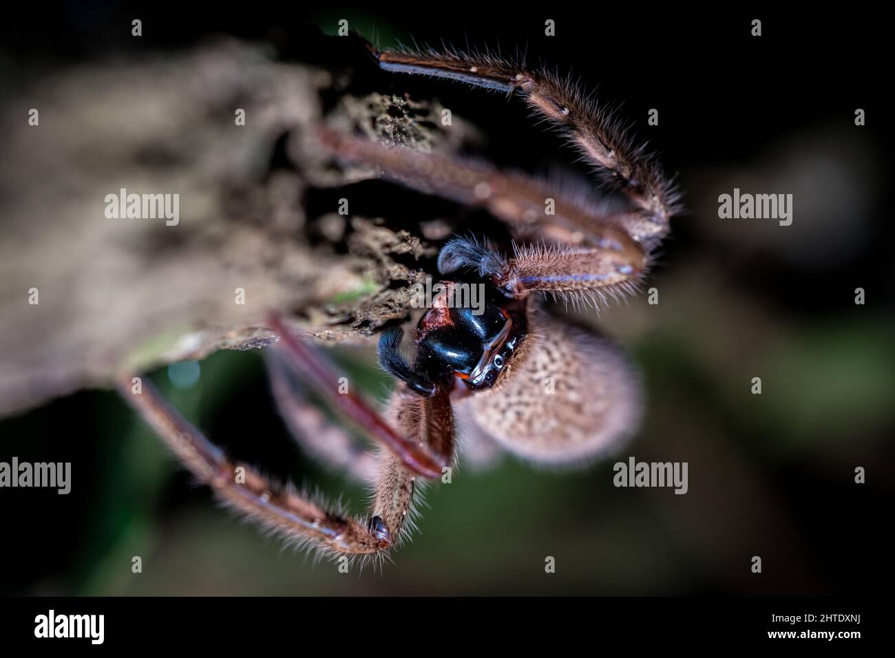 Macro of a spider looking at the camera Stock Photo - Alamy