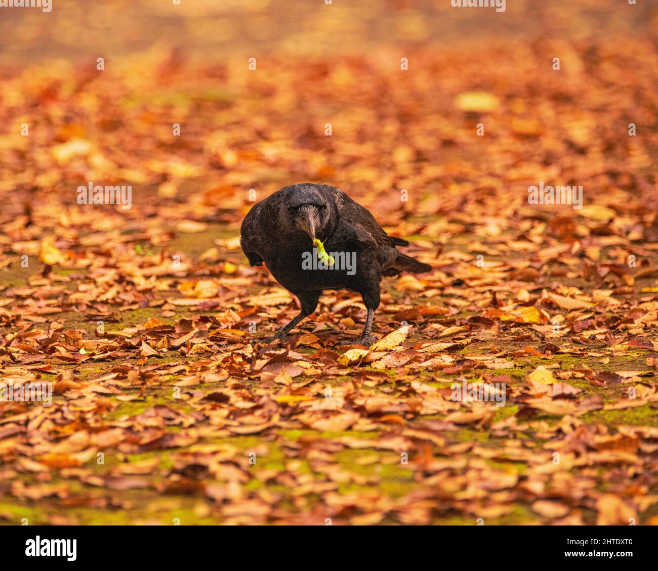 Large-billed crow with a worm in its beak perched on an autumn foliage ...