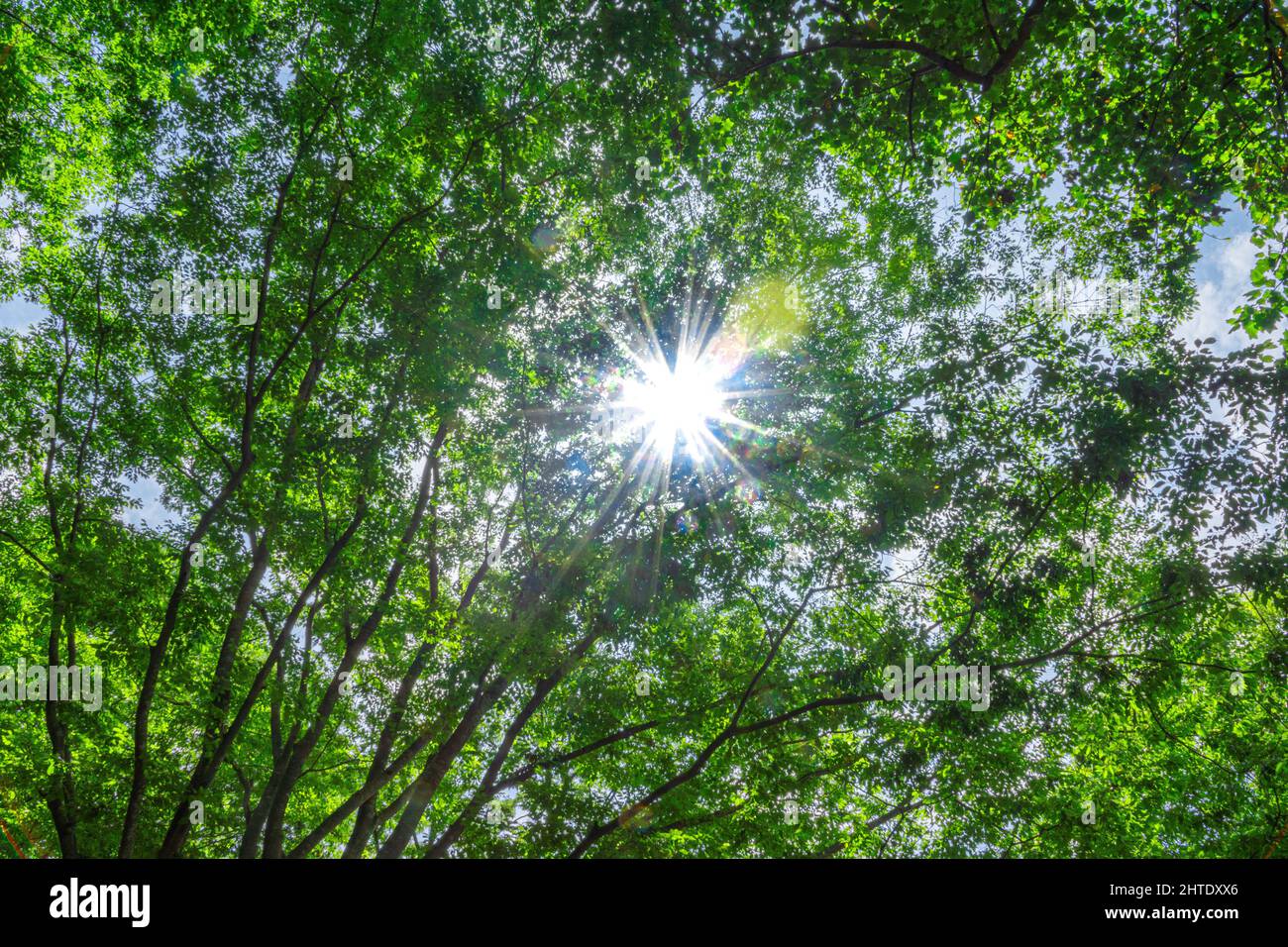 Sun shining through the canopy of tall trees Stock Photo - Alamy