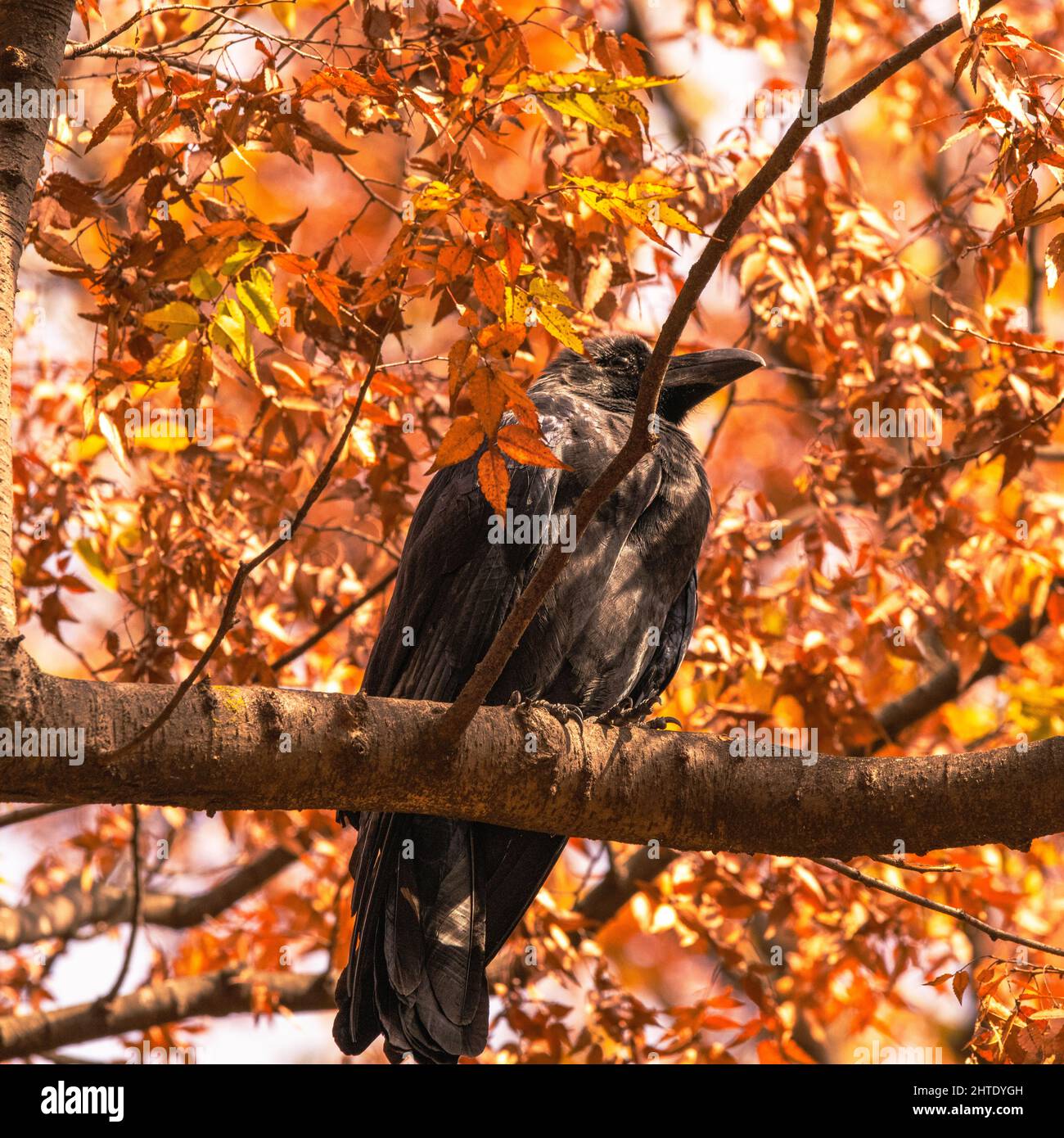 Rave tree hi-res stock photography and images - Alamy