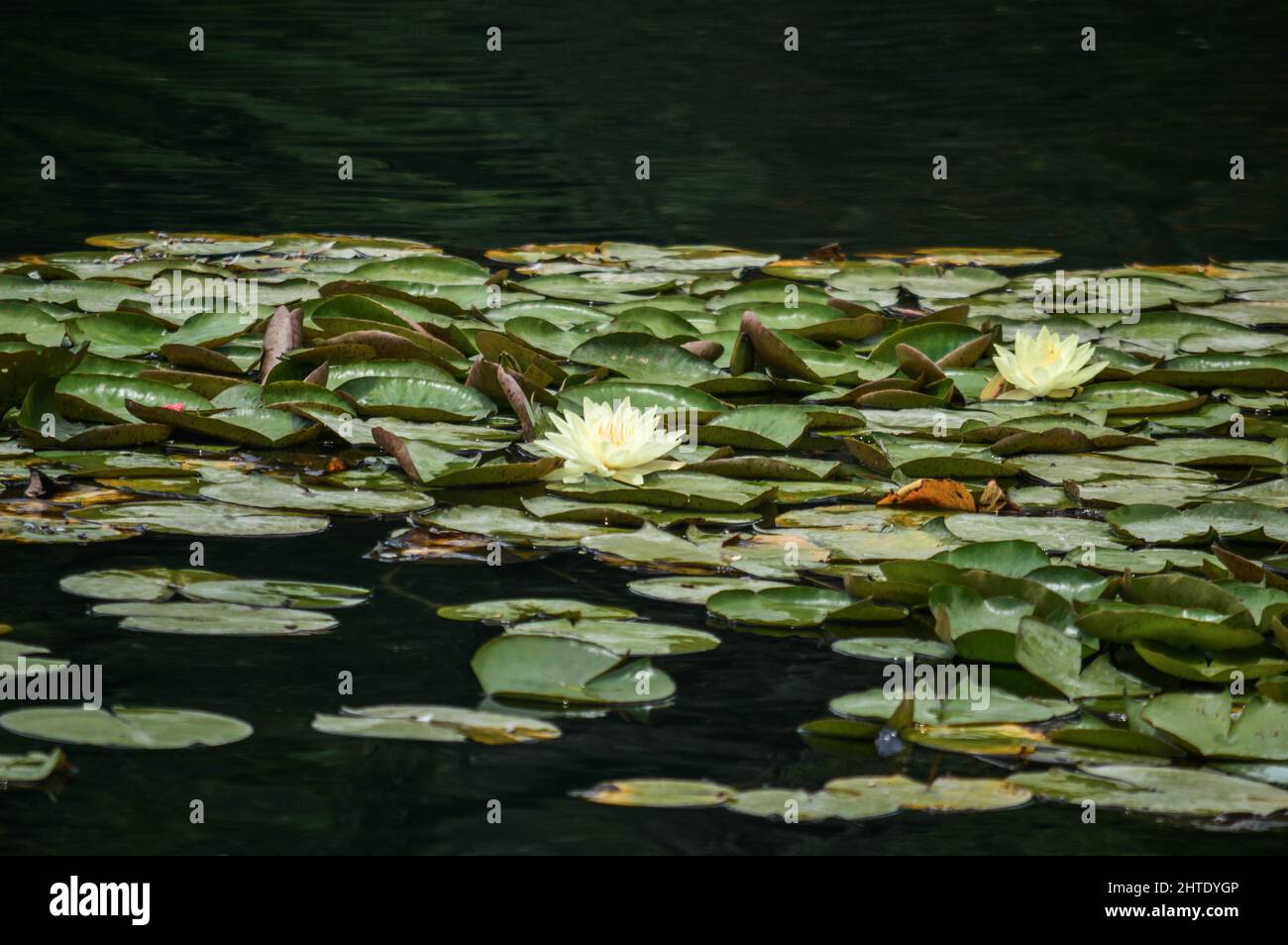 Beautiful view of water lilies and lily pads floating on water surface ...
