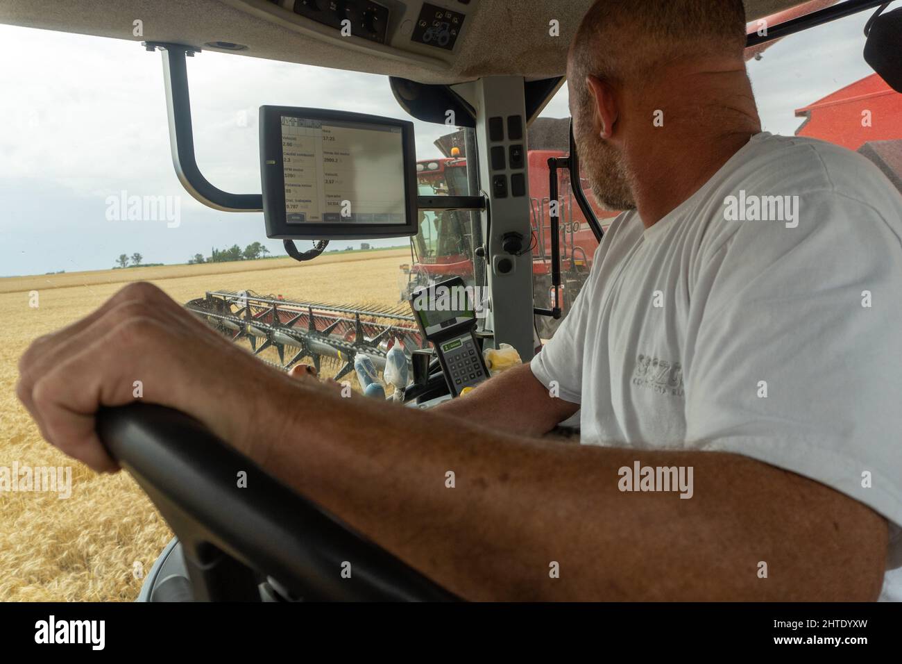 Farmer in an agricultural harvester machine harvesting on the wheat ...
