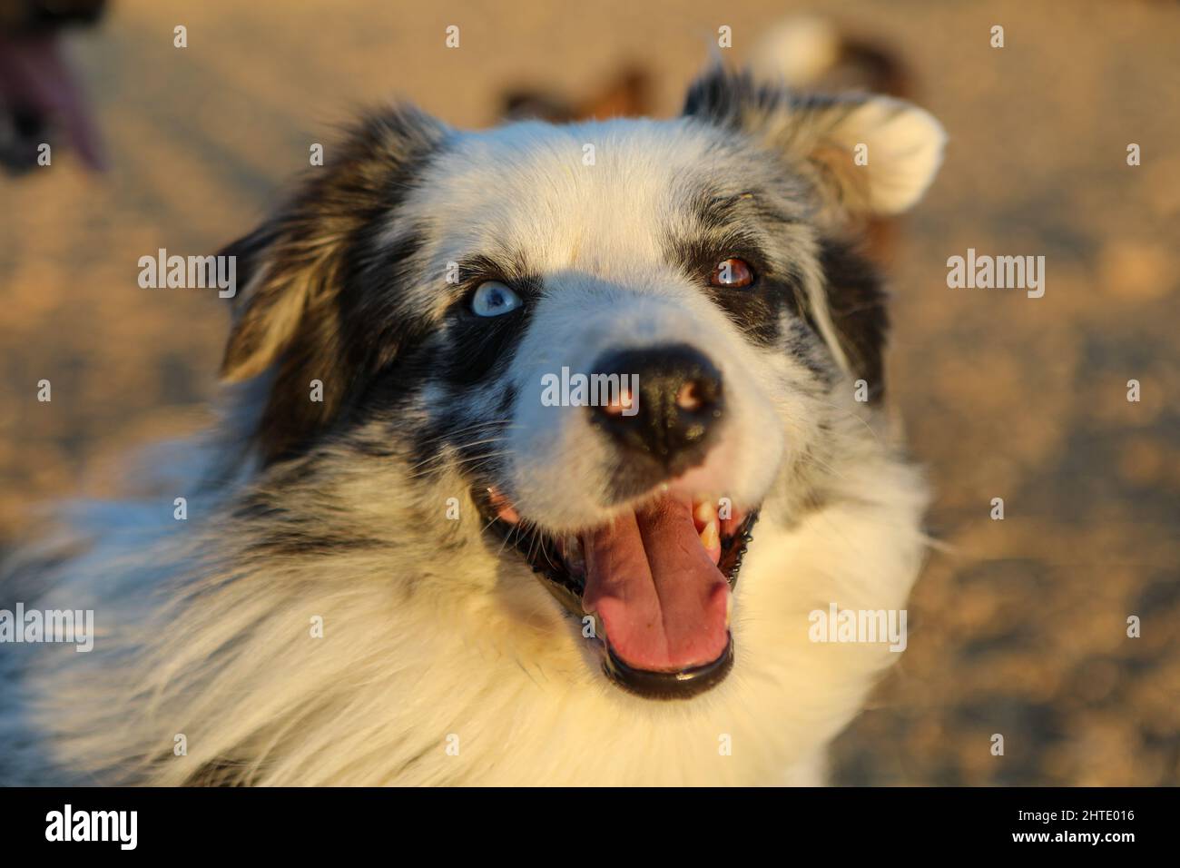 Sad look from a border collie taken in autumn Stock Photo - Alamy