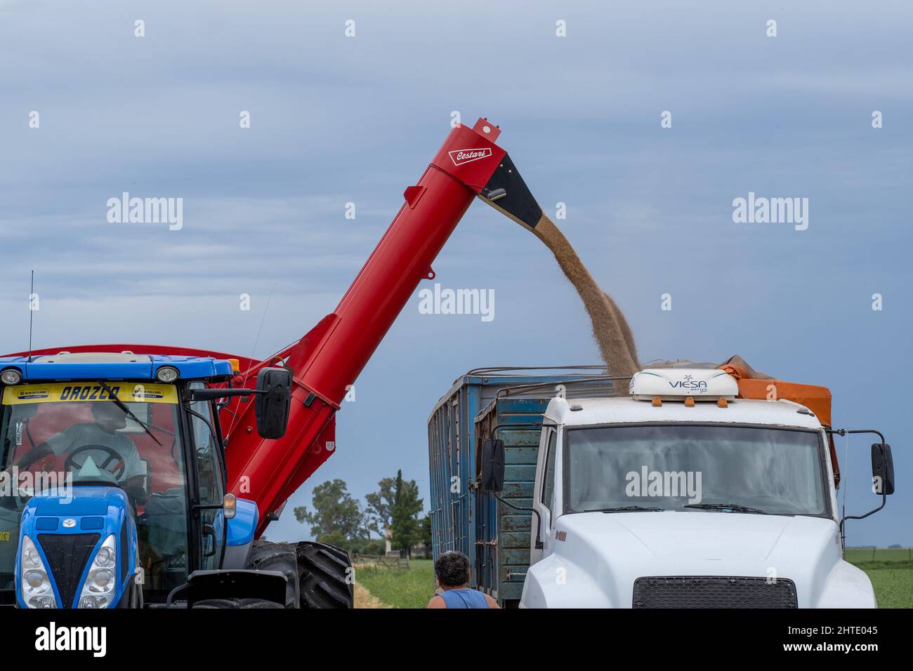 Agricultural harvester machines harvesting on the wheat field Stock ...