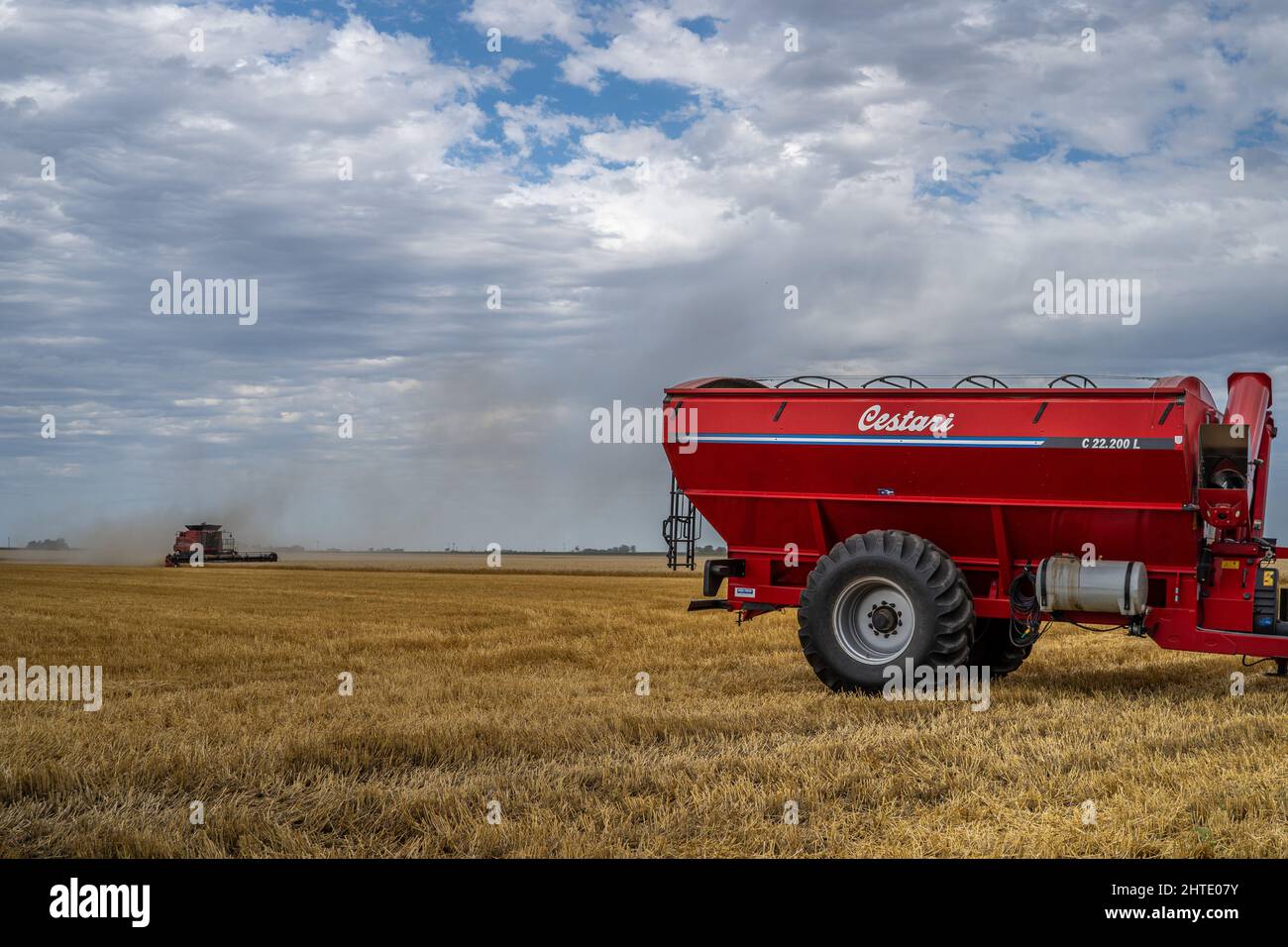 Agricultural harvester machine harvesting on the wheat field Stock ...