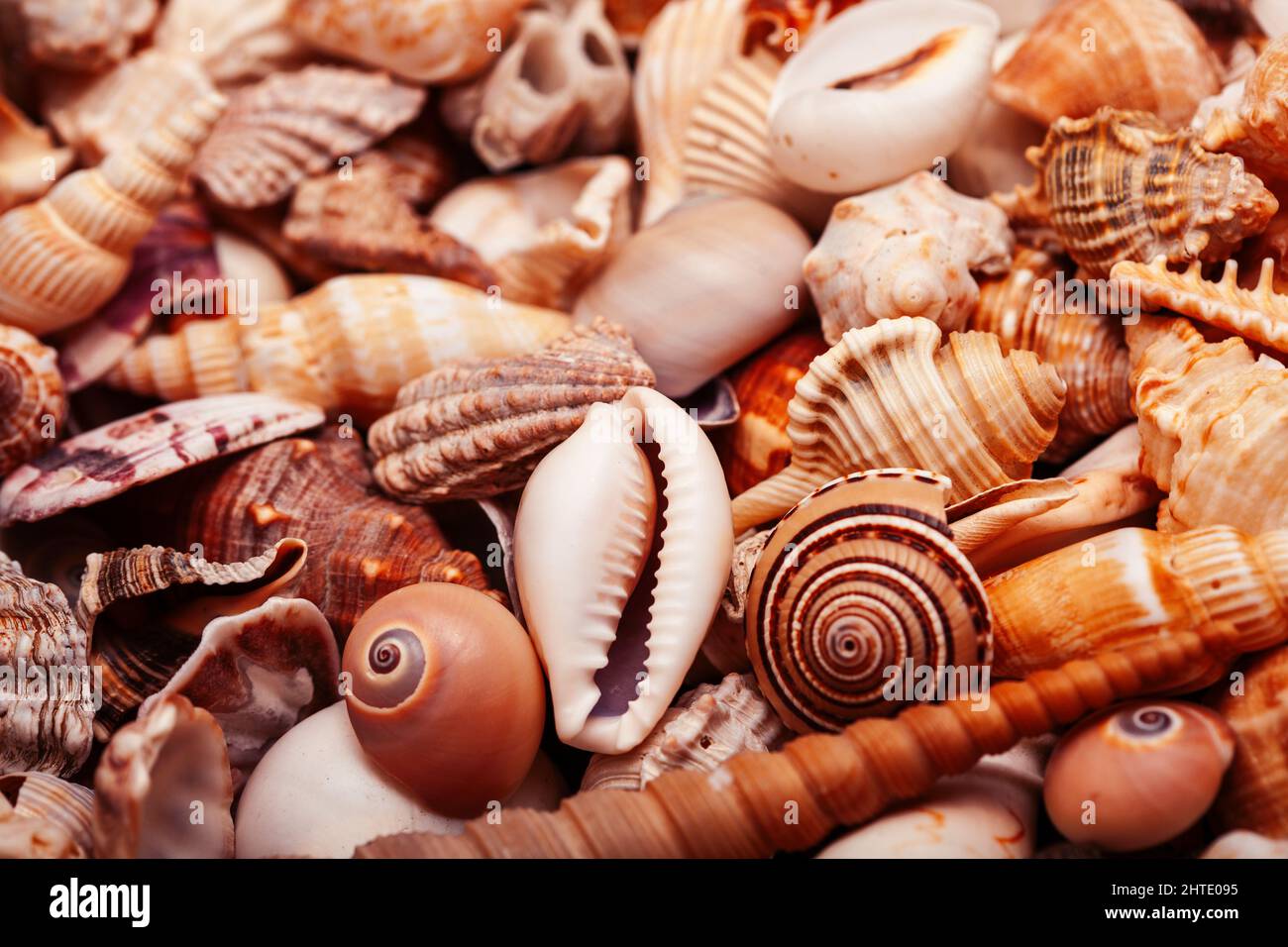 a lot of different empty sea shells, natural background, macro details ...