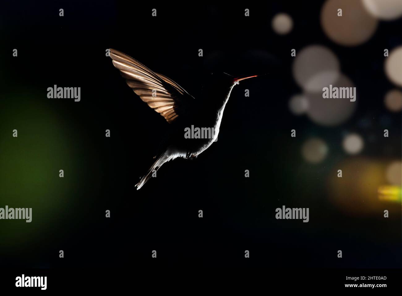 Hummingbird flying at night Stock Photo - Alamy