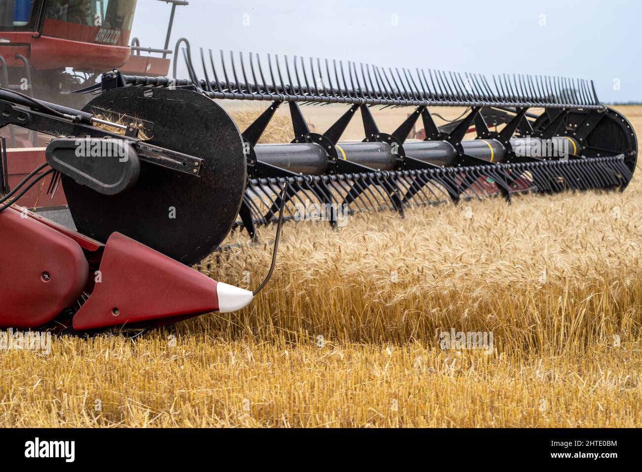 Agricultural harvester machine harvesting on the wheat field Stock ...