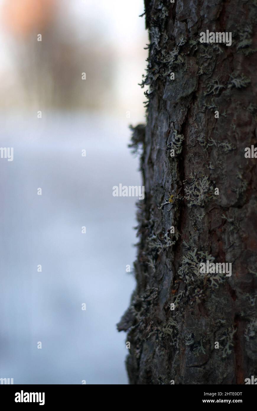 Cool tree hi-res stock photography and images - Alamy
