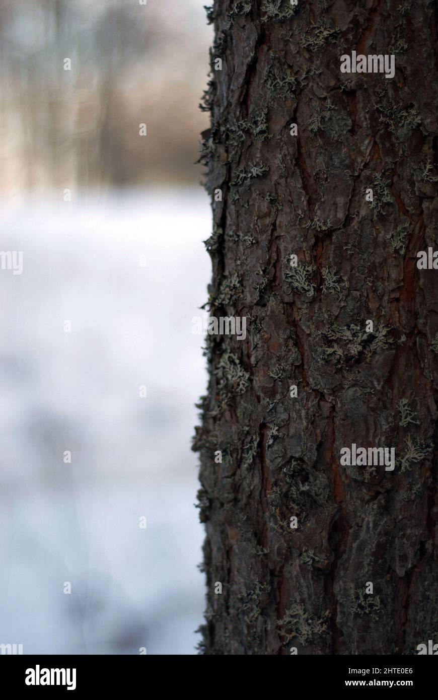 Cool oak hi-res stock photography and images - Alamy