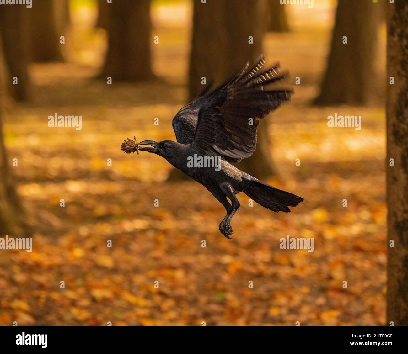 Large-billed crow flying with an insect in its beak Stock Photo - Alamy