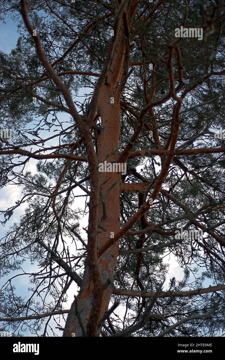 A tall tree Stock Photo - Alamy