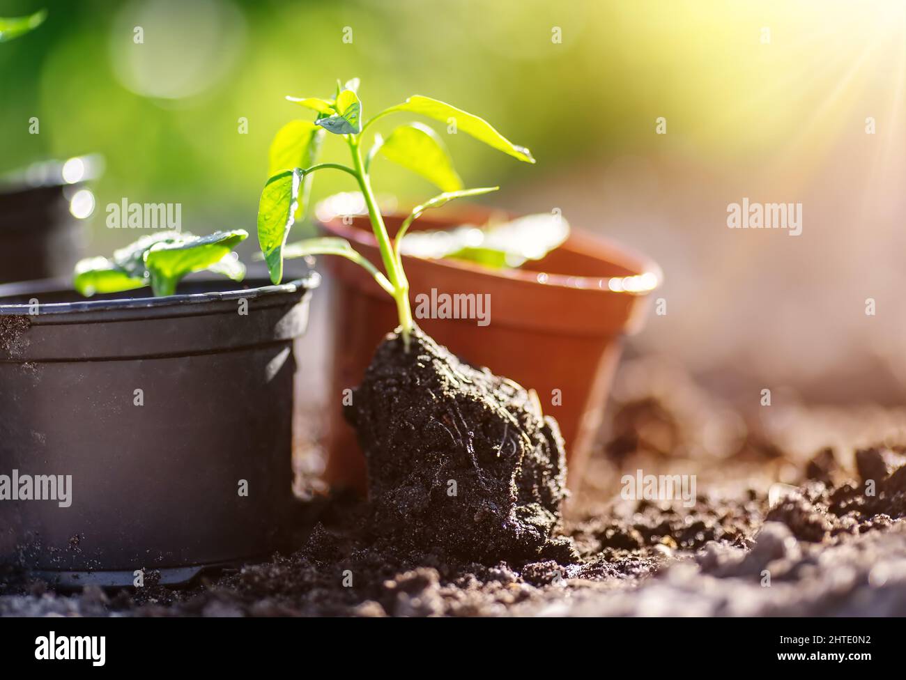 Close up of the young sprout of the pepper with roots in dirt Stock ...