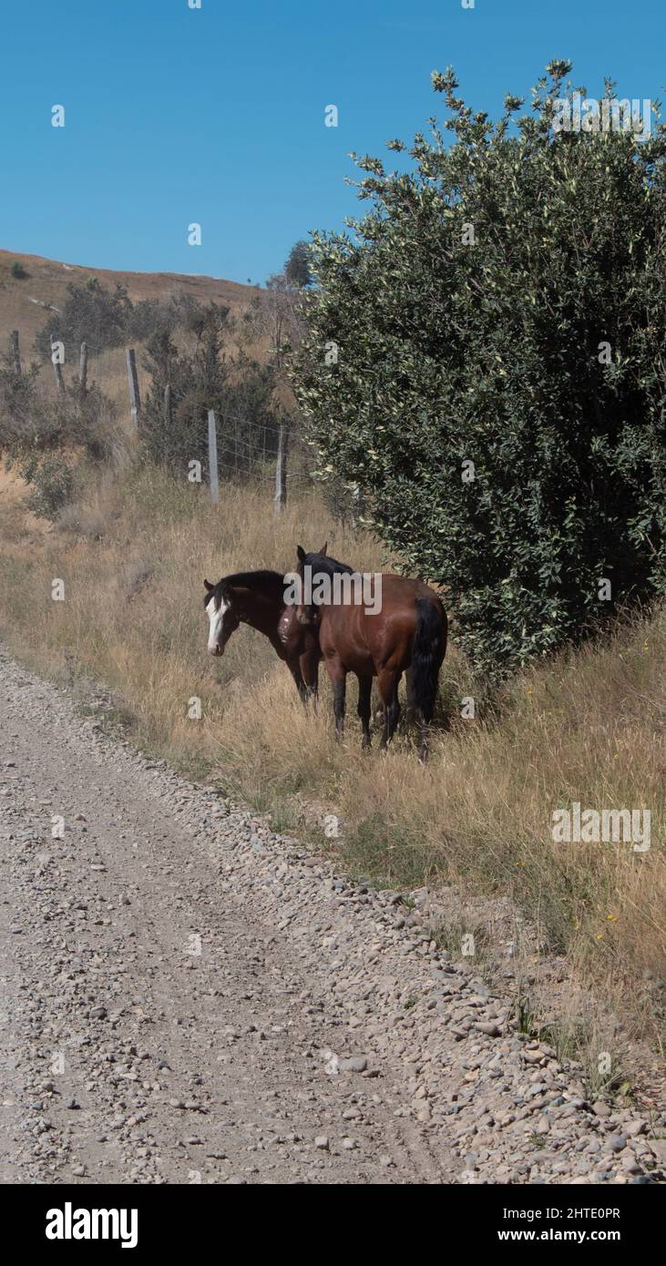Vertical shot of two Caballos horses standing on the side of a road ...