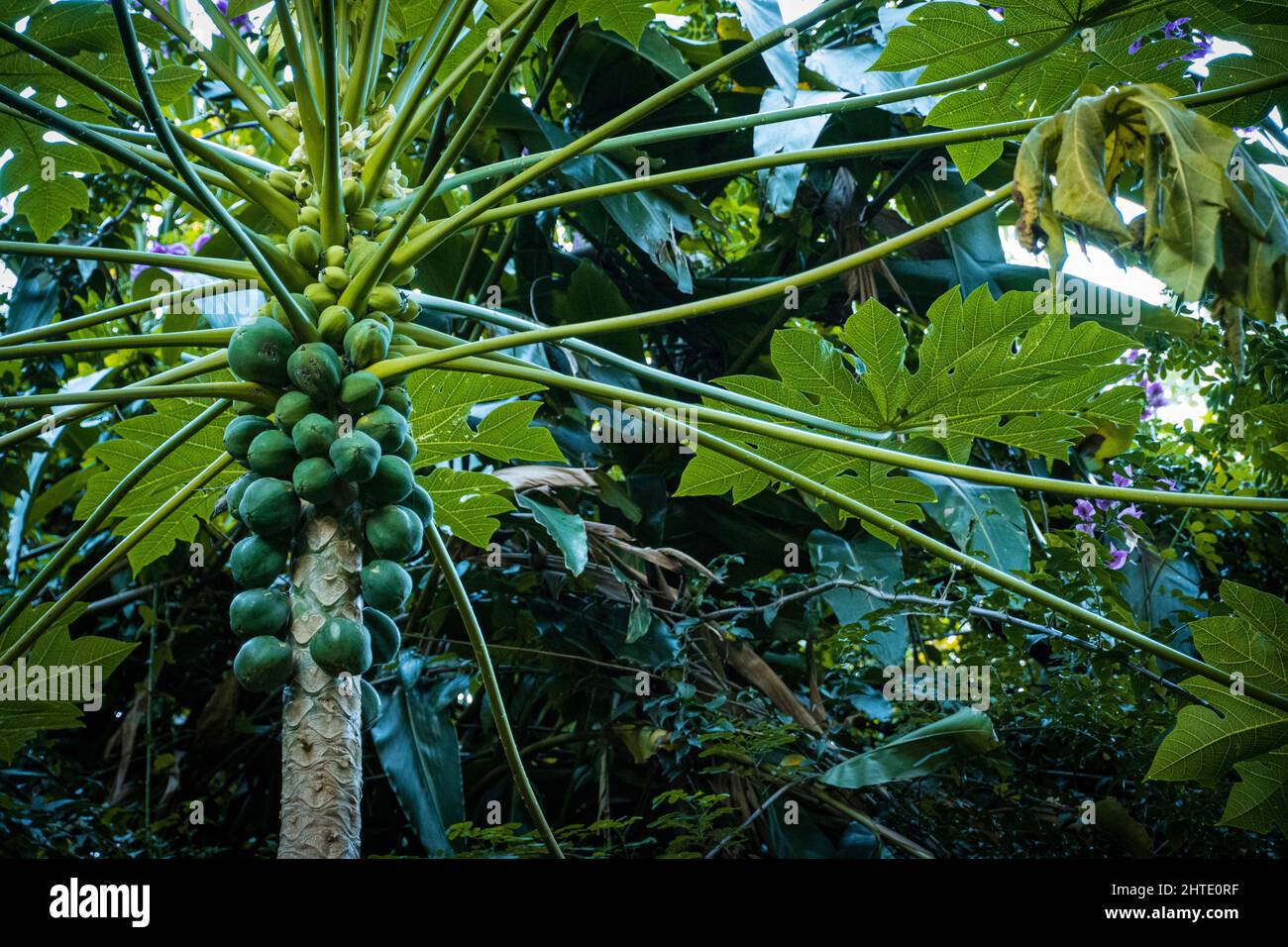 Papaya tree closeup wallpaper hi-res stock photography and images - Alamy