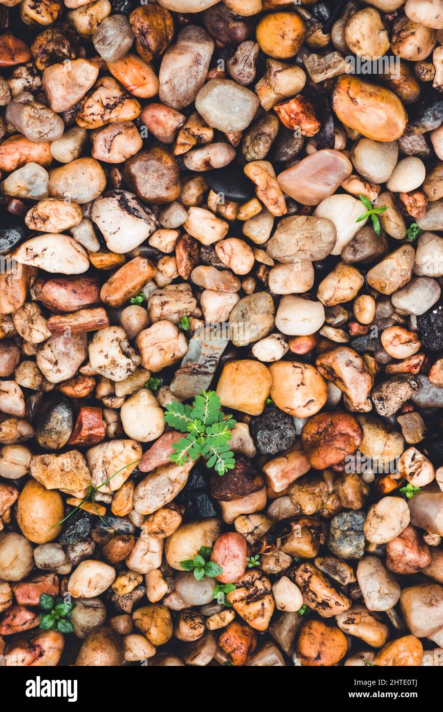 Closeup of wet colorfl stones texture for background or wallpaper Stock ...