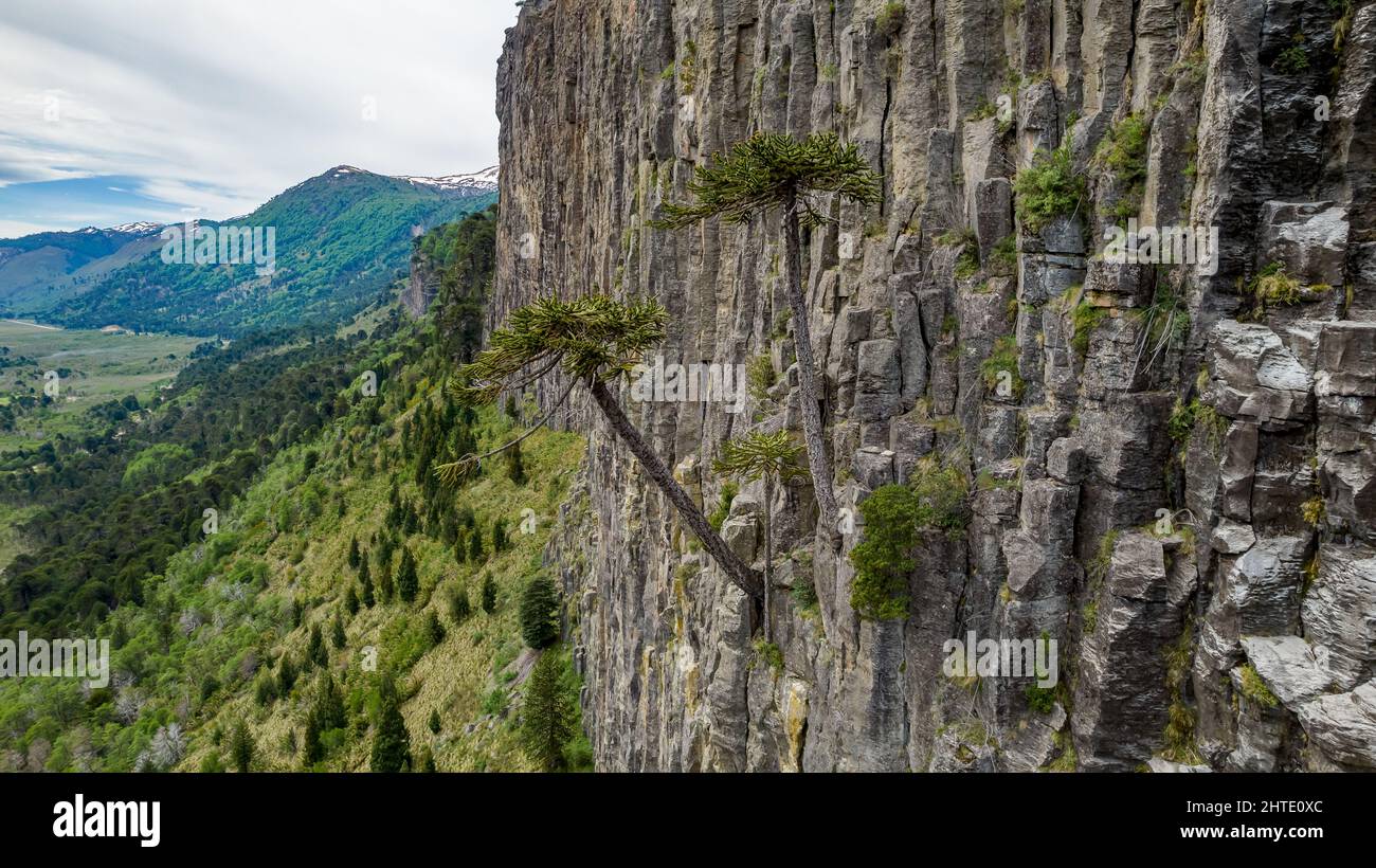 Araucaria (Pehuen) trees on a stone wall in the mountains of Patagonia ...