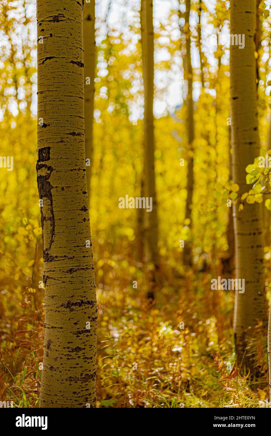 View of tall trees in a forest Stock Photo - Alamy