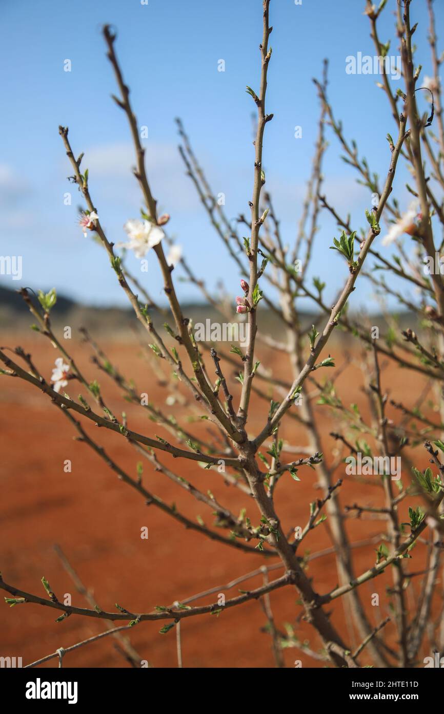 Cherry blossom from an almond tree Stock Photo - Alamy