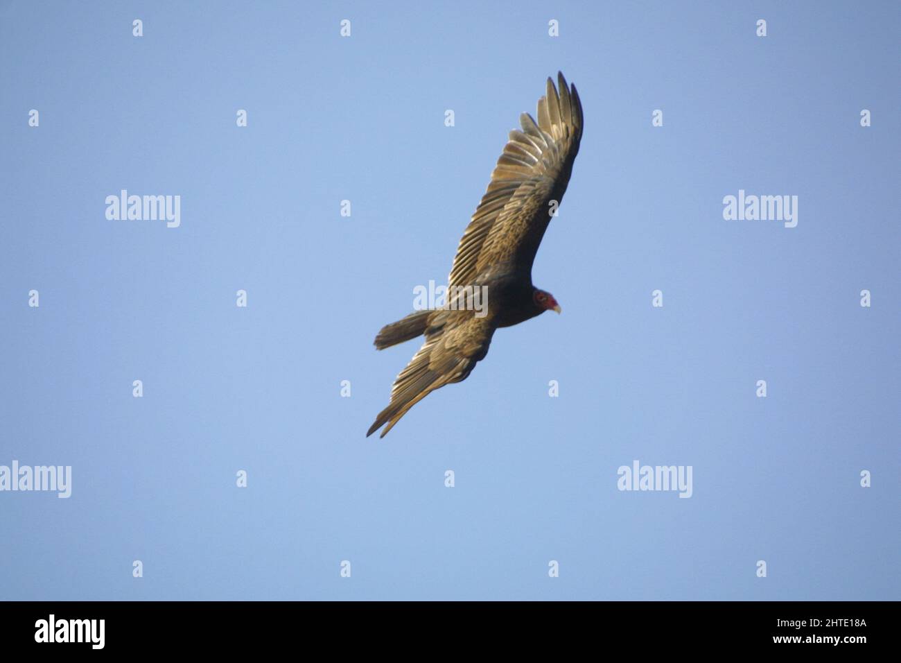 bird flight turkey vulture sky fly spread wings Stock Photo - Alamy