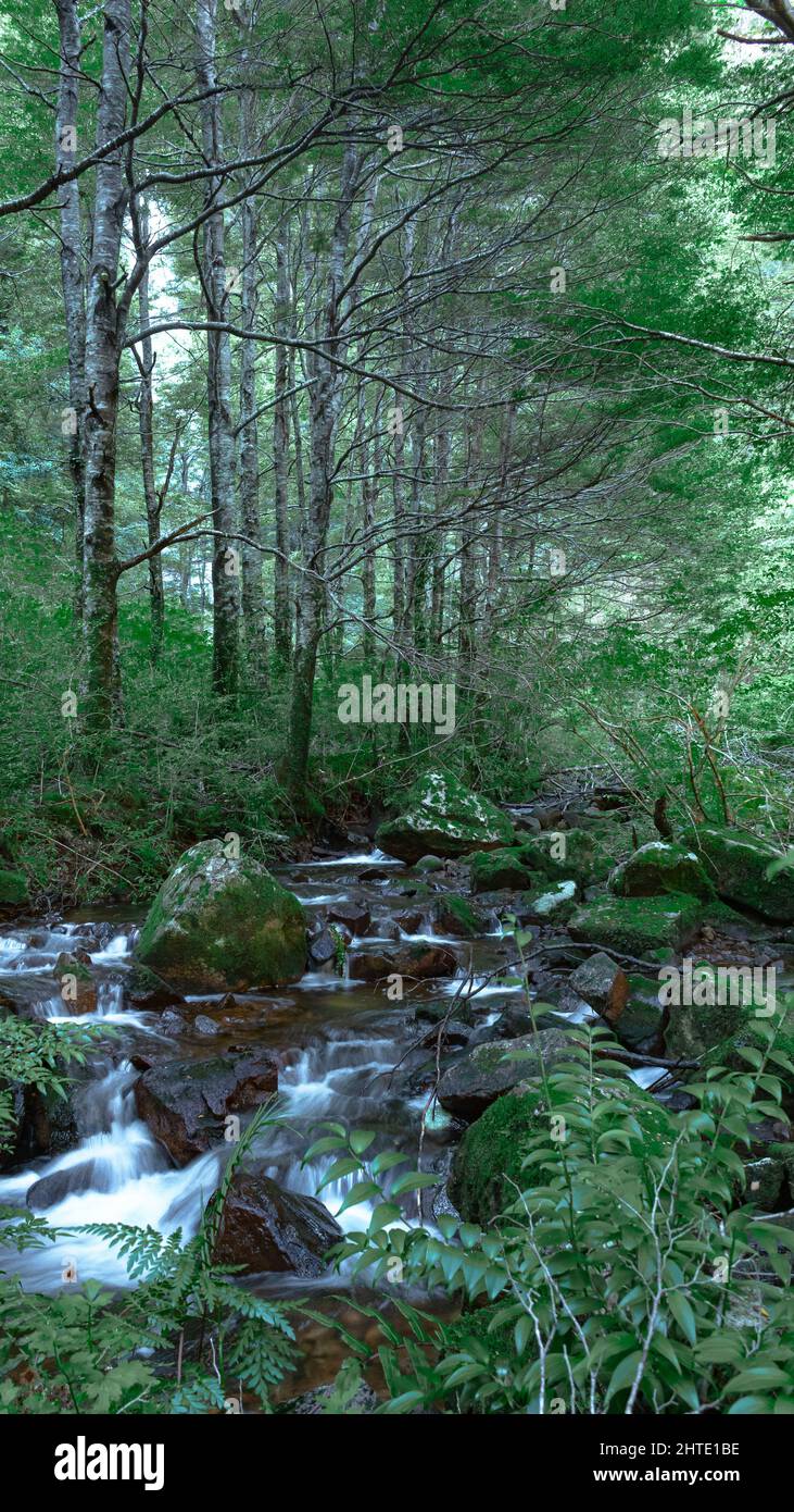 Vertical shot of a water stream flowing over rocks and among trees in ...