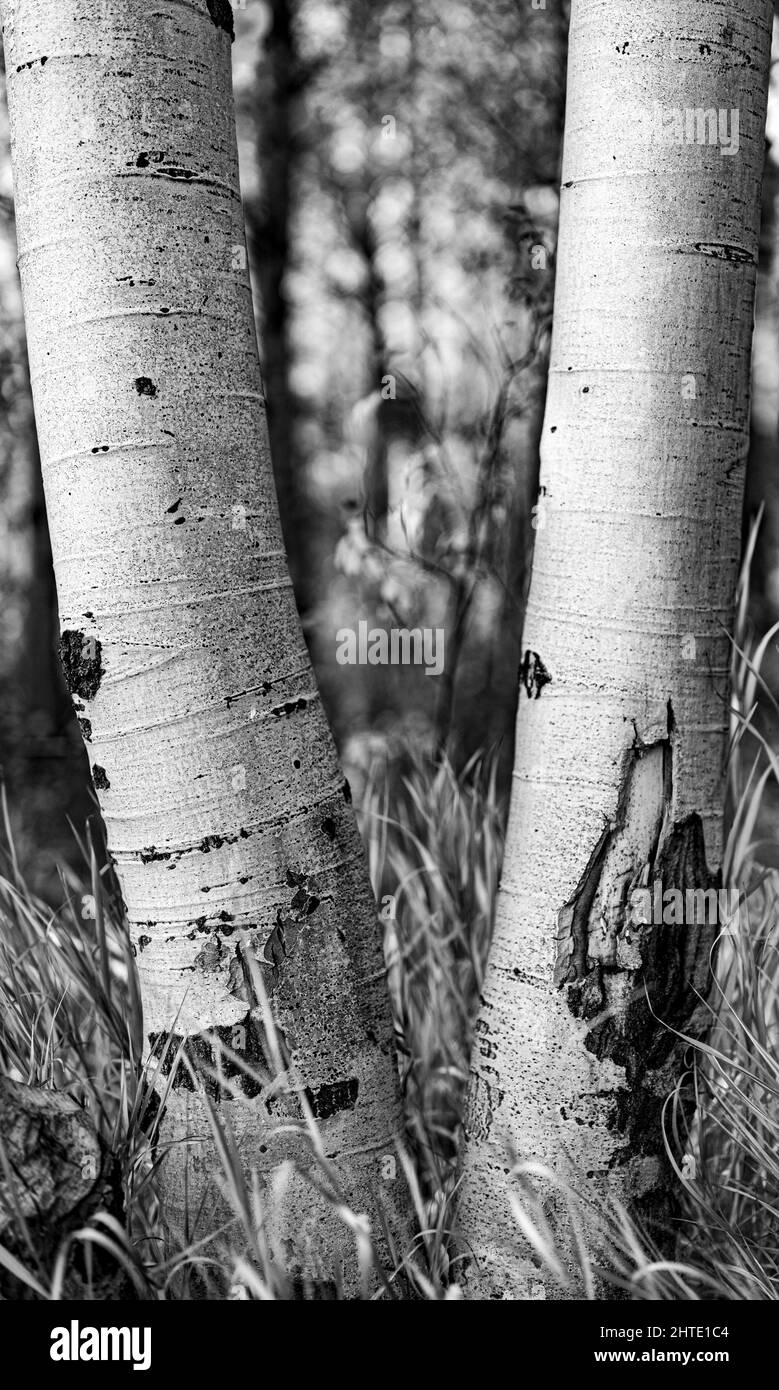 Grayscale of tall trees in a forest Stock Photo - Alamy