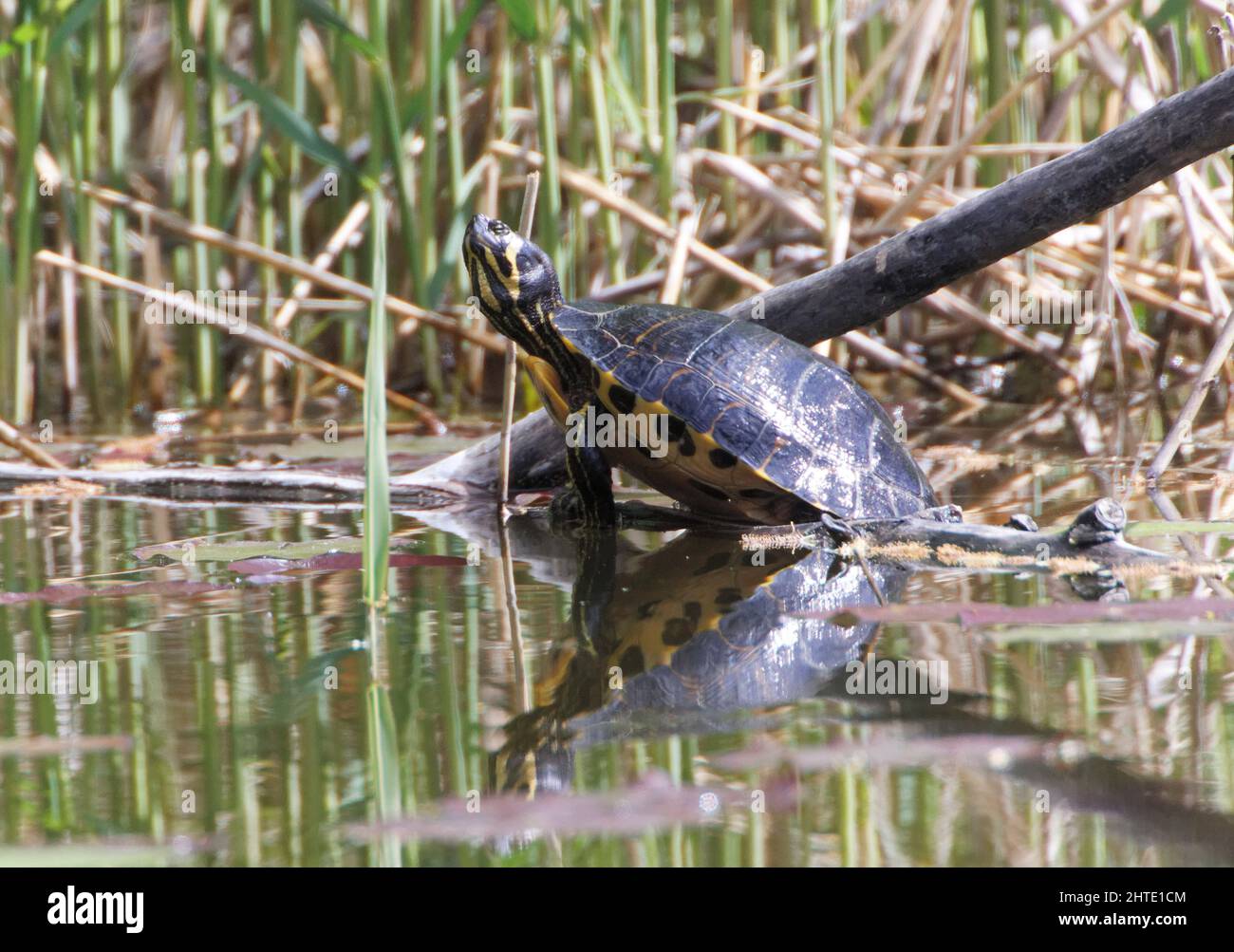 A Yellow-bellied slider (Trachemys scripta scripta) in the Ziegeleipark ...