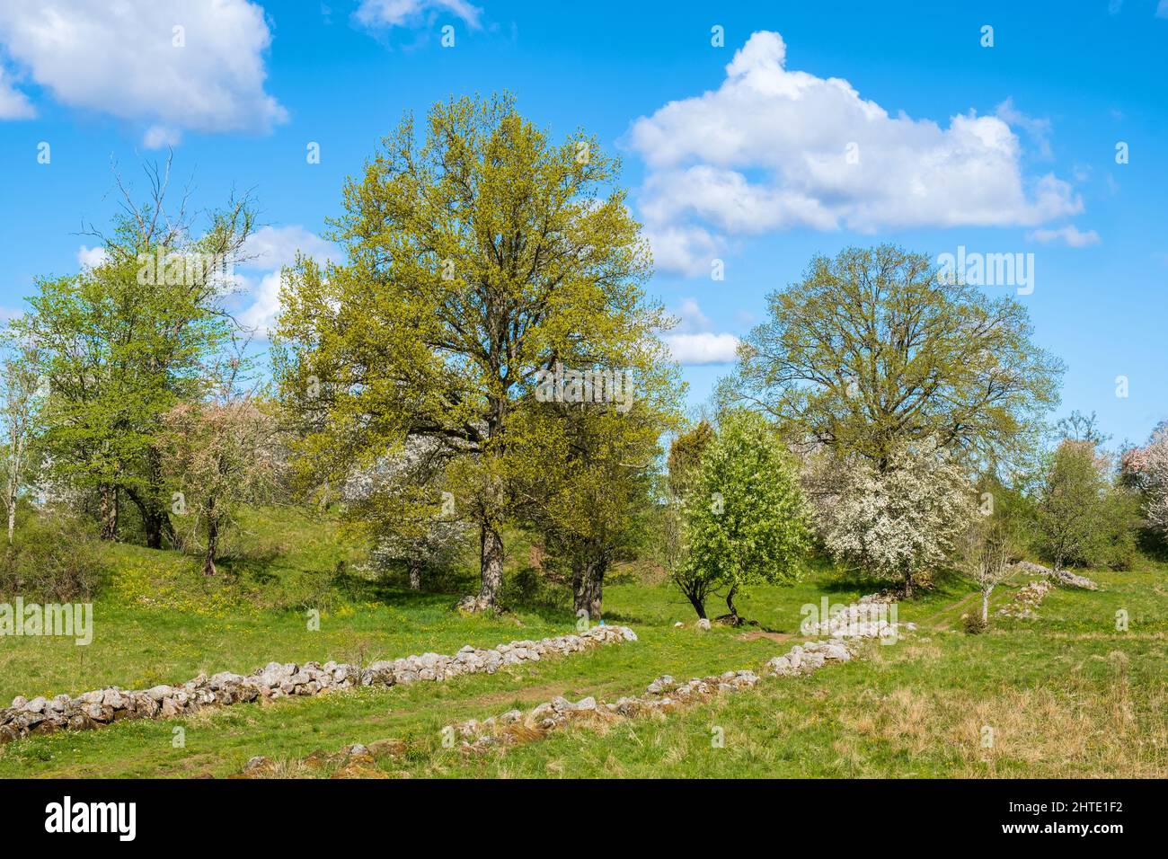 Old cultural landscape with budding trees at spring Stock Photo - Alamy