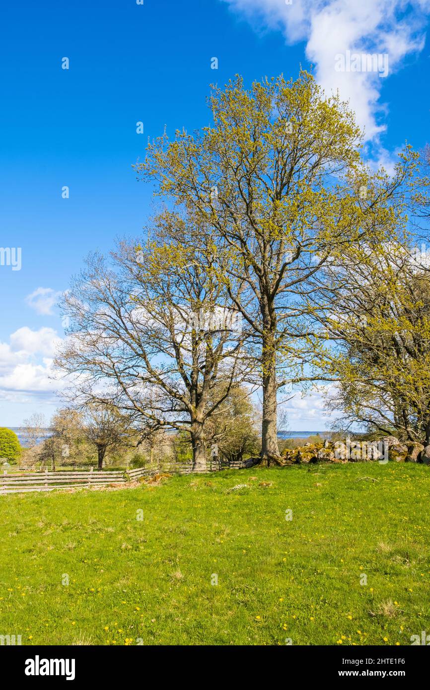 Budding trees in spring by a rural meadow Stock Photo - Alamy