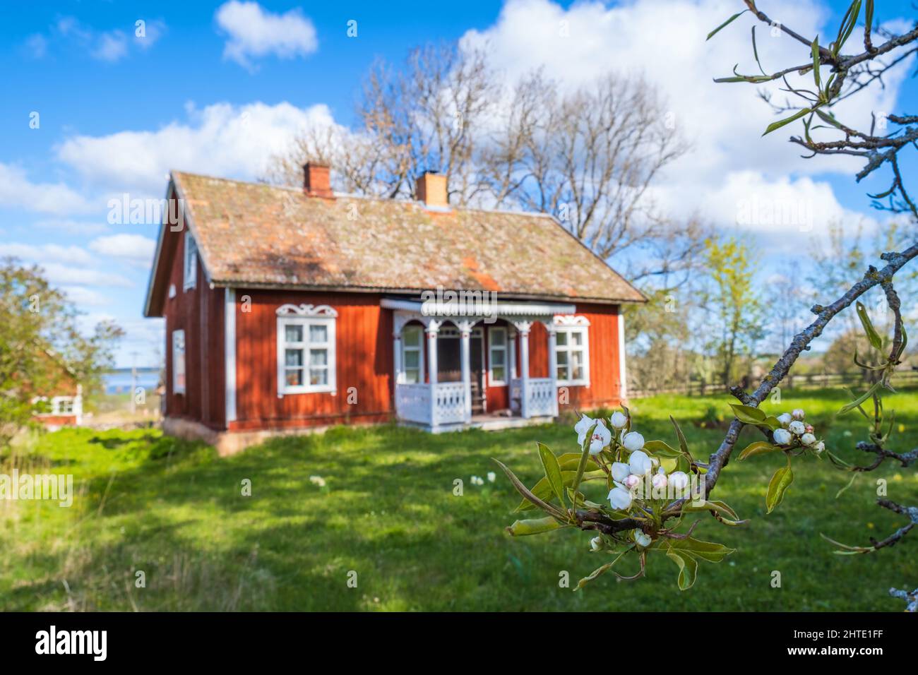 Flowering tree branch in a garden by a old cottage Stock Photo - Alamy