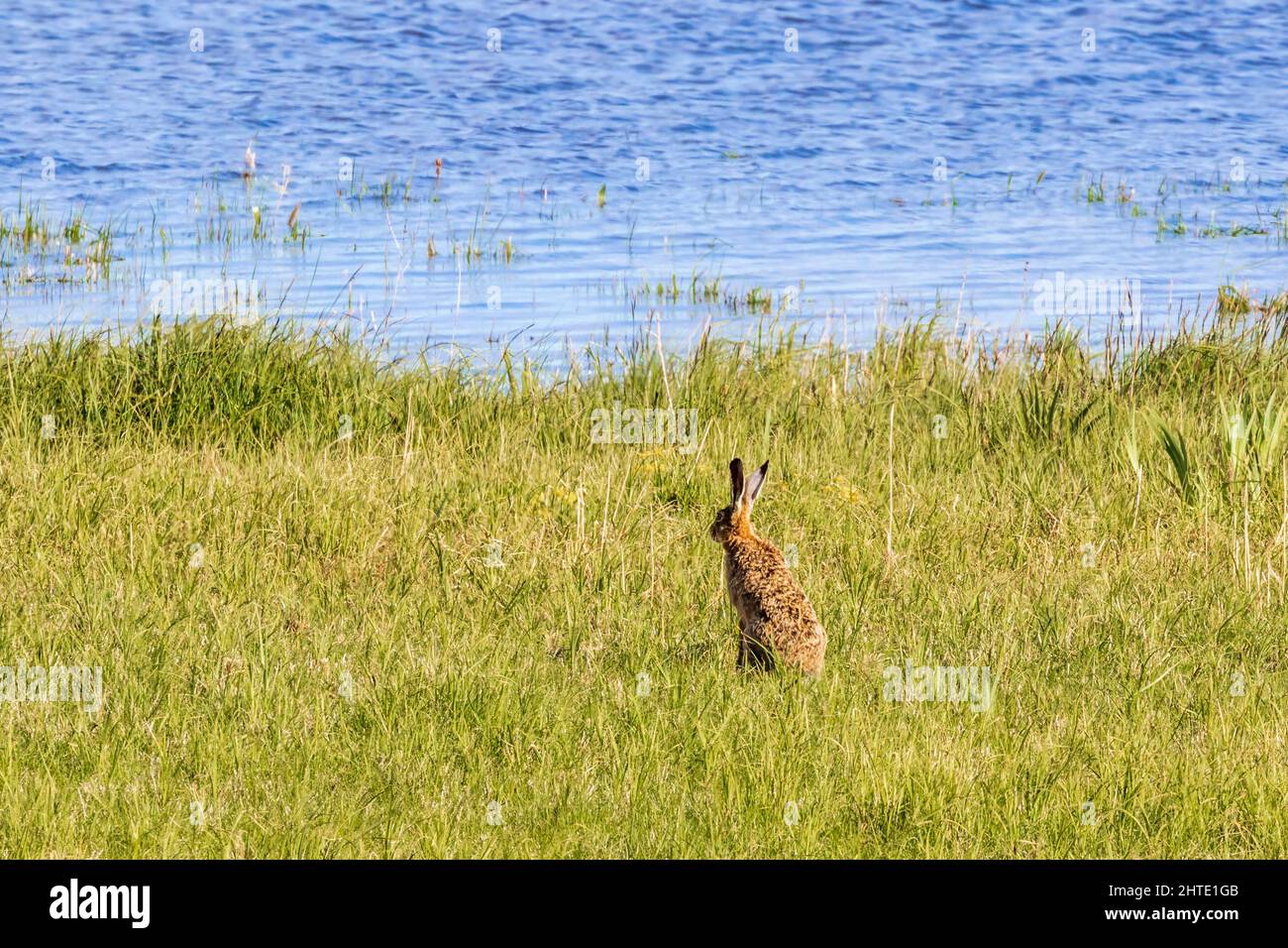 Hare sitting on a meadow by a beach Stock Photo - Alamy