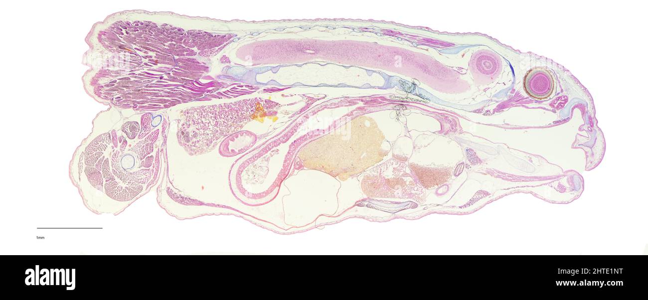 Tadpole Metamorphosis, A series of microscope slide sections taken of ...