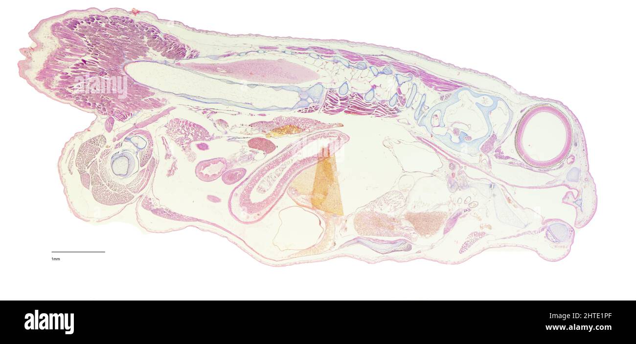 Tadpole Metamorphosis, A series of microscope slide sections taken of ...