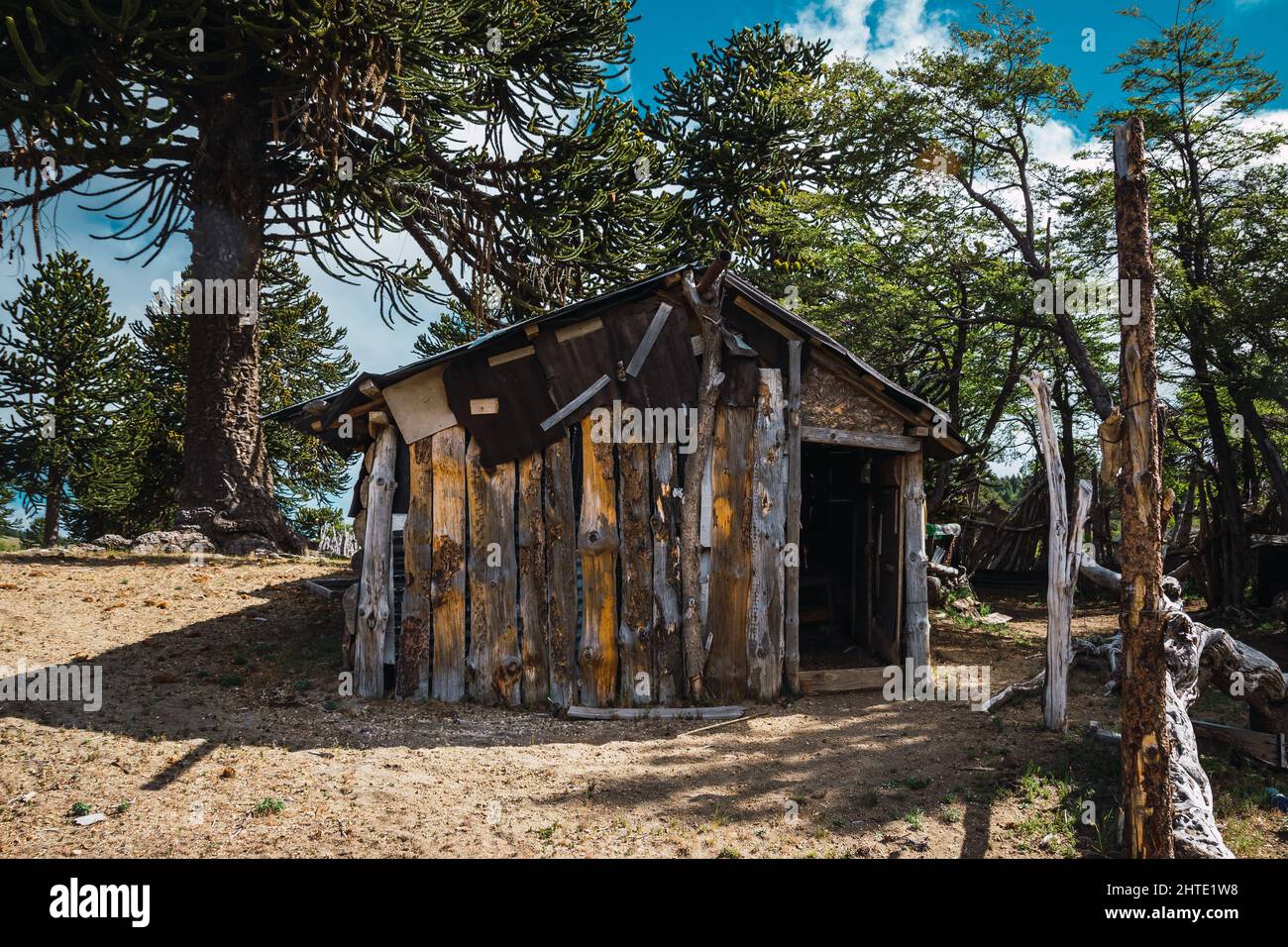 Pehuen trees hi-res stock photography and images - Alamy