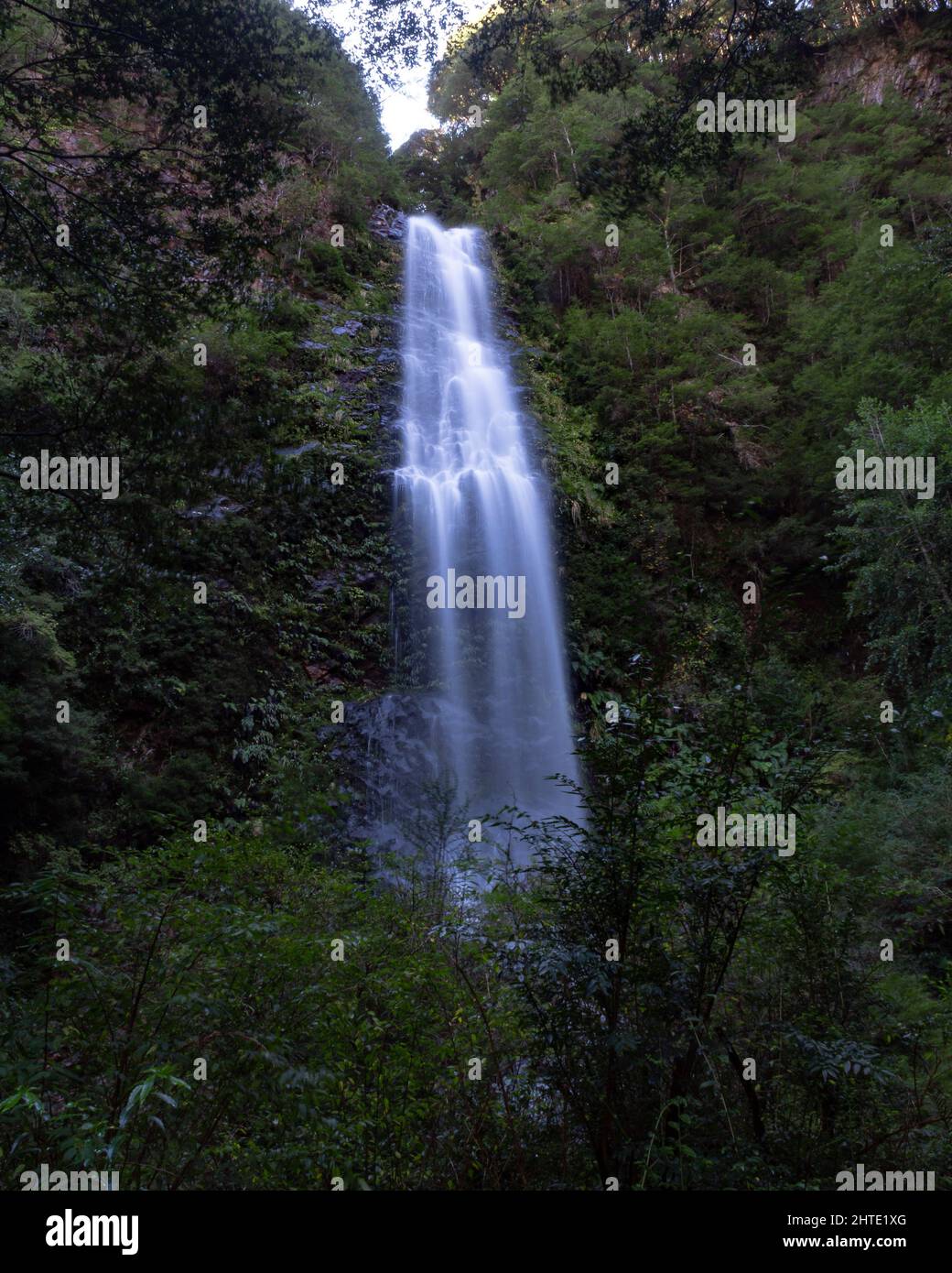 Beautiful vertical shot of a flowing cascade among trees and bushes ...