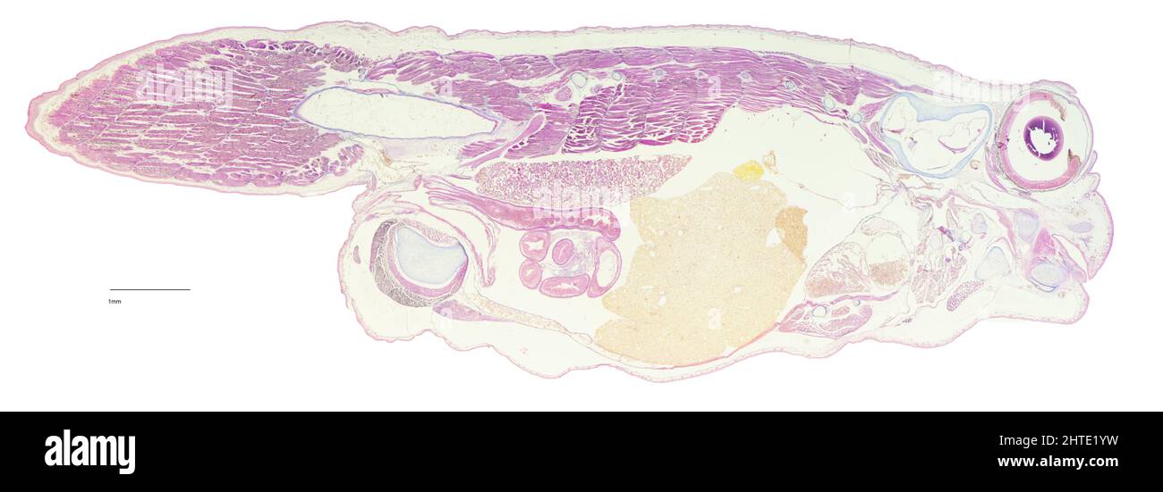 Tadpole Metamorphosis, A series of microscope slide sections taken of ...
