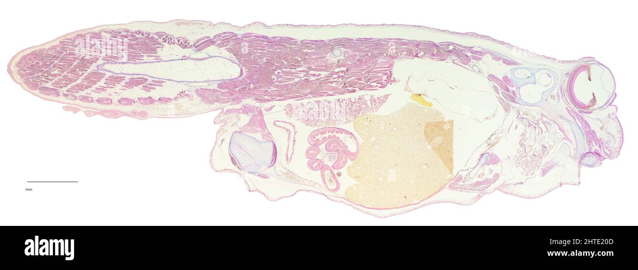 Tadpole Metamorphosis, A series of microscope slide sections taken of ...