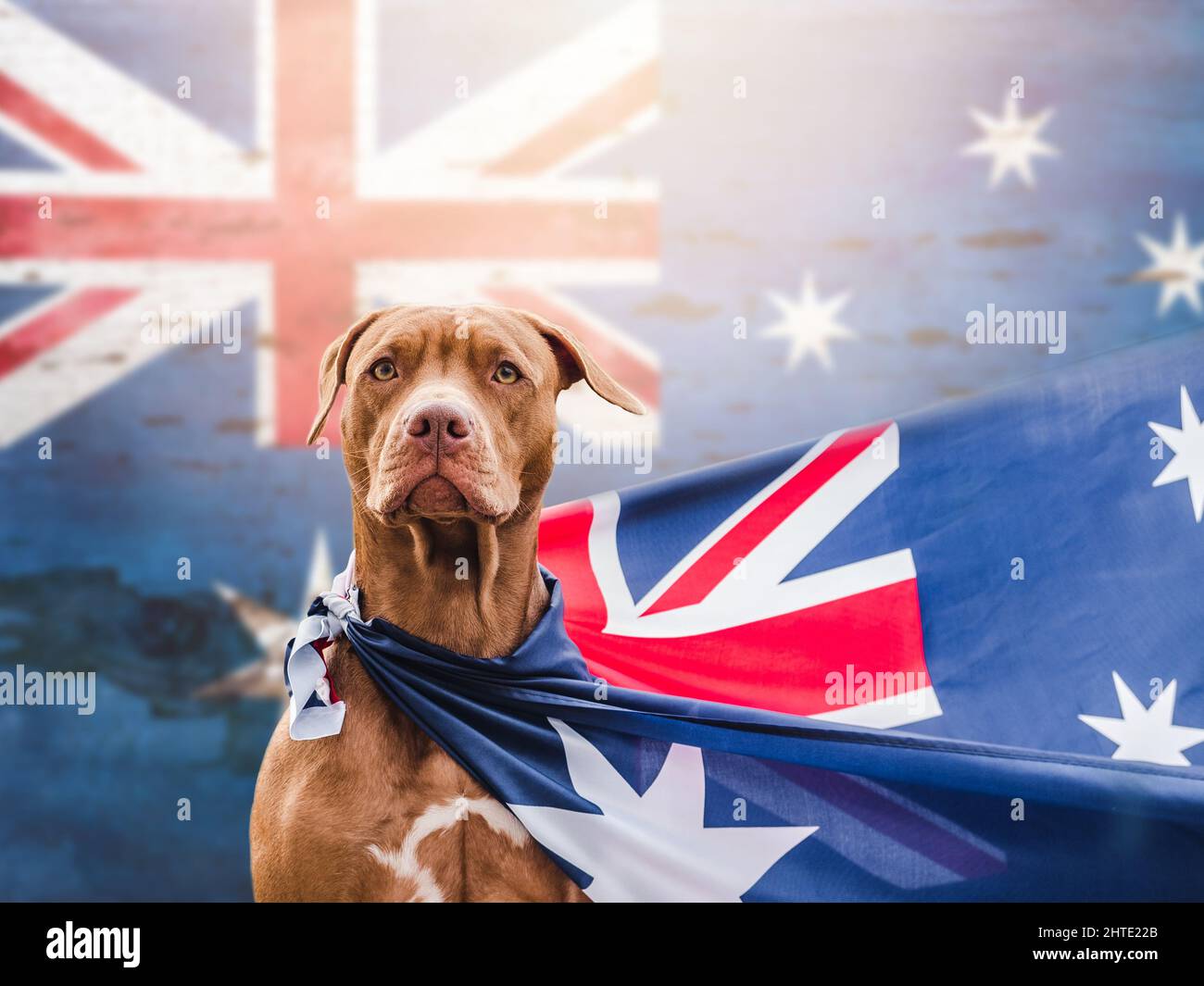 Lovable, pretty puppy of brown color. Closeup, outdoors. Day light ...