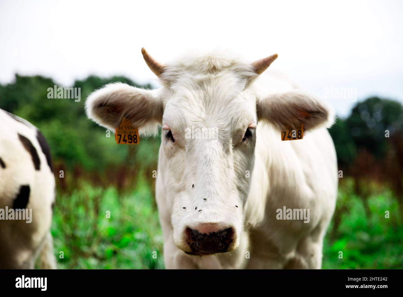 Finnish farm hi-res stock photography and images - Alamy