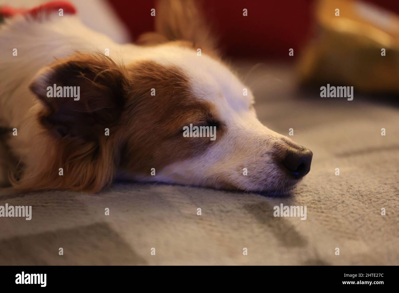 Adorable corgi sleep on a carpet Stock Photo - Alamy