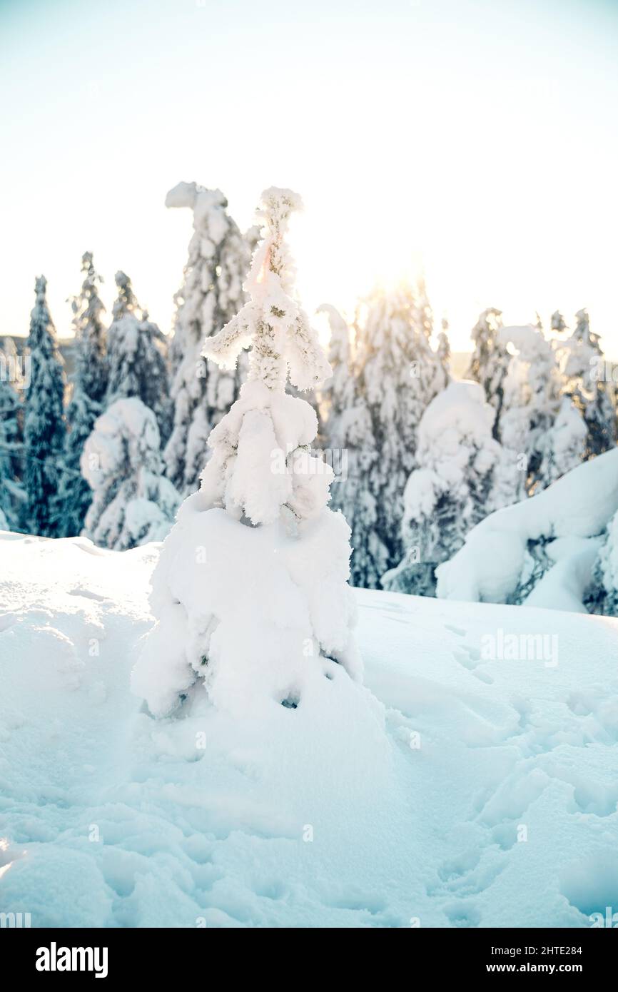 Vertical of a pathway among trees covered with snow in sunlight in Koli ...