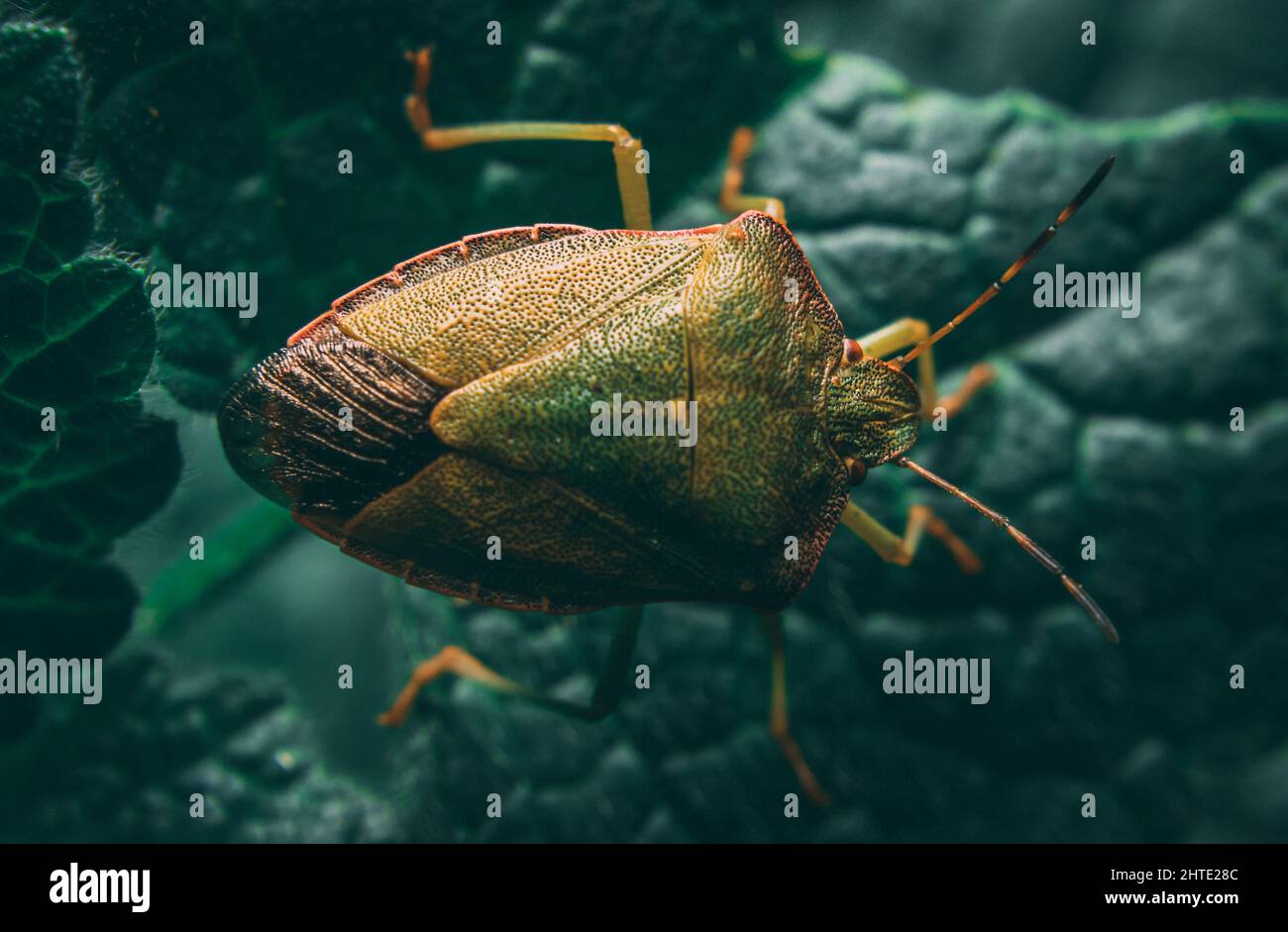 Macro shot of a True bugs on a blue texture leaves with blurred ...