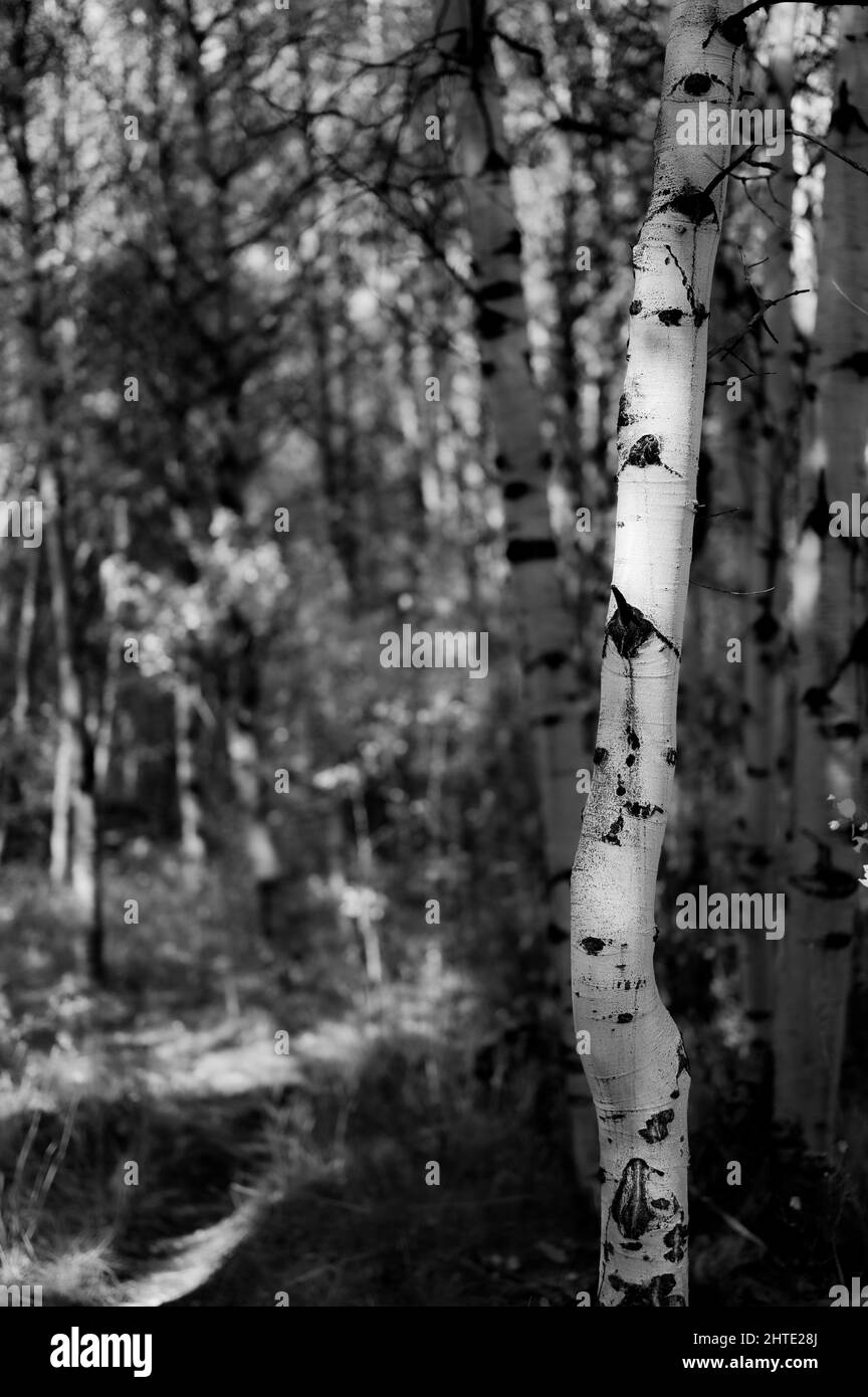 Large green field trees Black and White Stock Photos & Images - Alamy