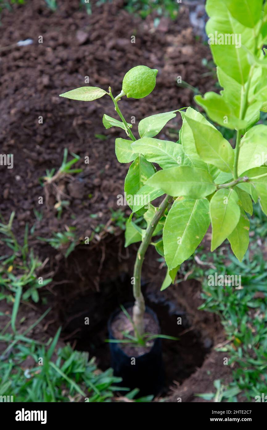 Citrus ranch hi-res stock photography and images - Alamy