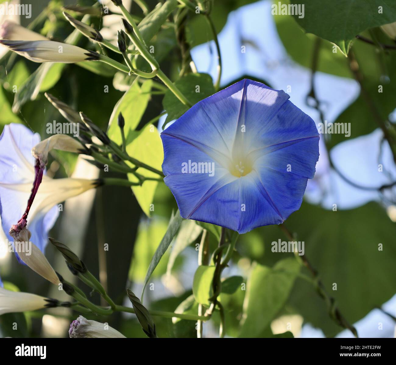 Blue morning glory in full bloom Stock Photo - Alamy