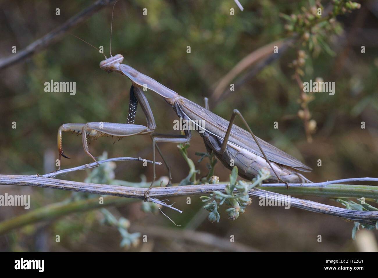 mantis religiosa - macro photography close up of insect Stock Photo - Alamy
